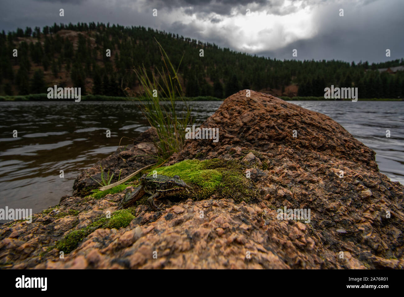 Northern Leopard Frog (Lithobates pipiens) from Jefferson County ...