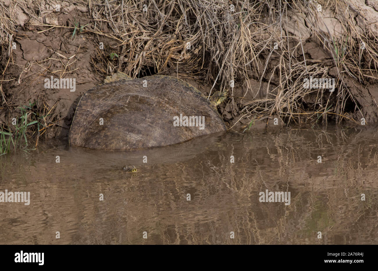 Texas Spiny Softshell Turtle High Resolution Stock Photography and ...