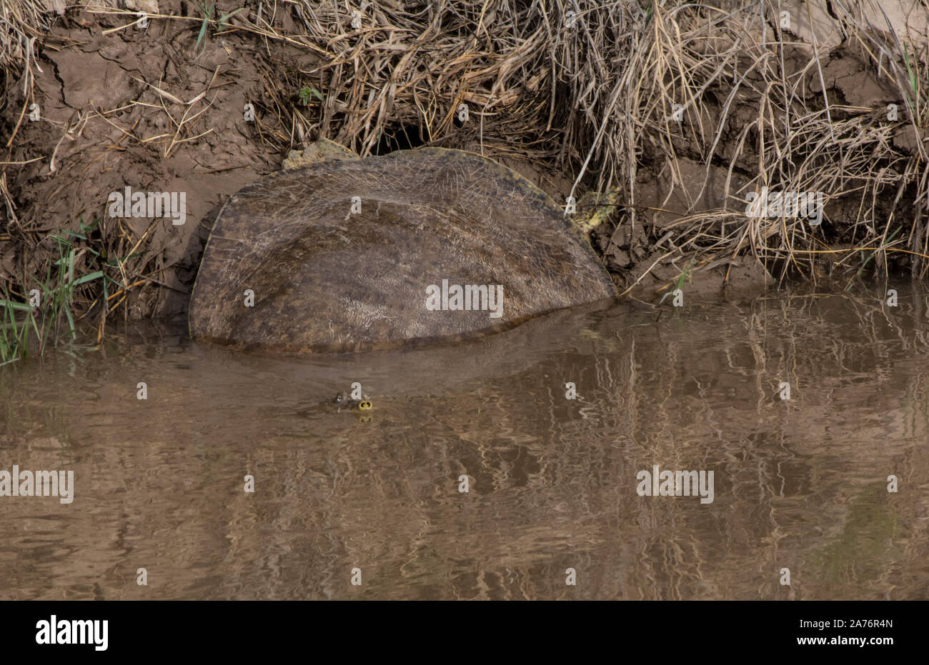 Spiny Softshell Turtle High Resolution Stock Photography and Images - Alamy