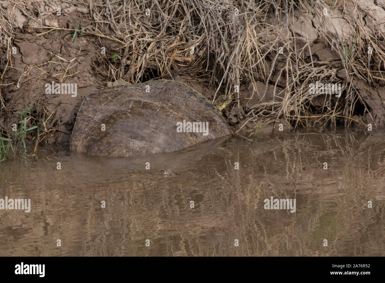 Texas spiny softshell turtle hi-res stock photography and images - Alamy