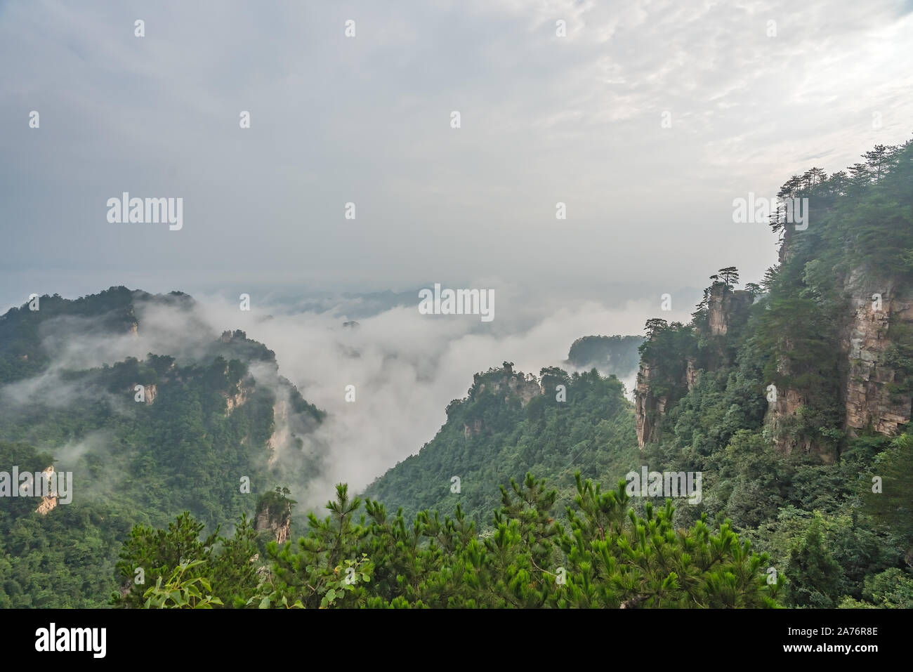 Panoramic view of the stone pillars of Tianzi mountains covered in ...