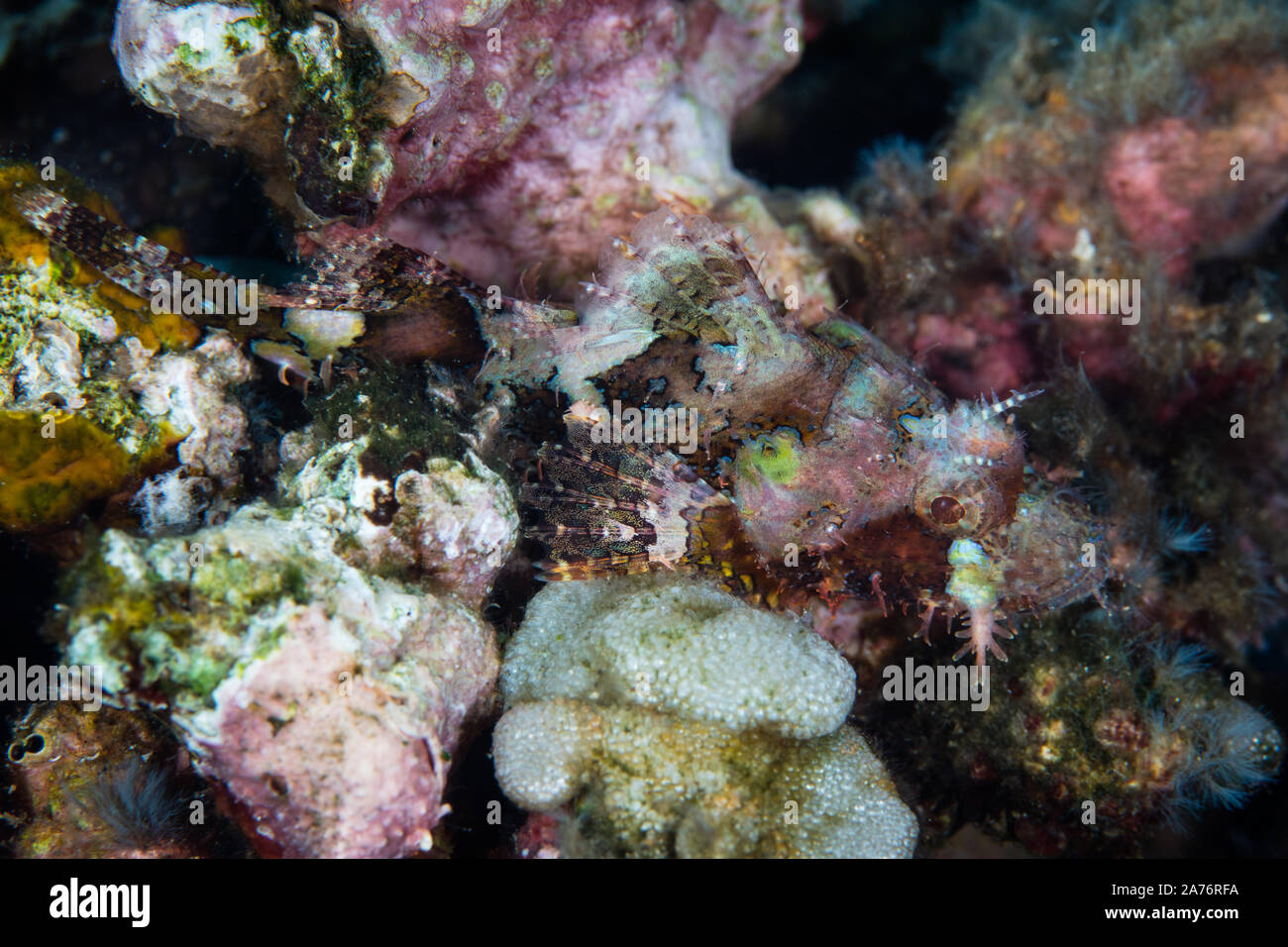 A small scorpionfish lies, perfectly camouflaged, on a coral reef in ...