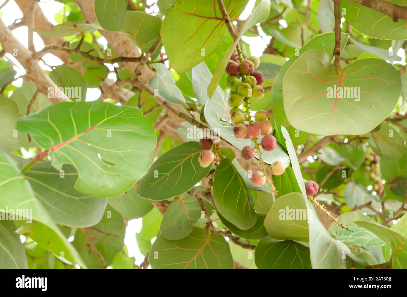 Sea Grape Coccoloba Uvifera Stock Photos & Sea Grape Coccoloba Uvifera ...