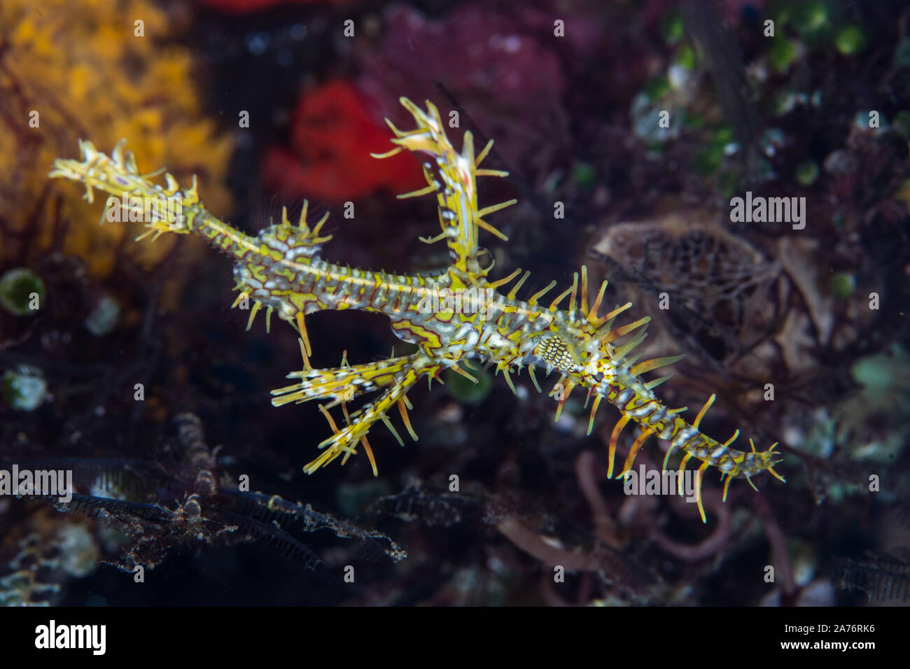 A male Ornate ghost pipefish, Solenostomus paradoxus, hovers near the ...