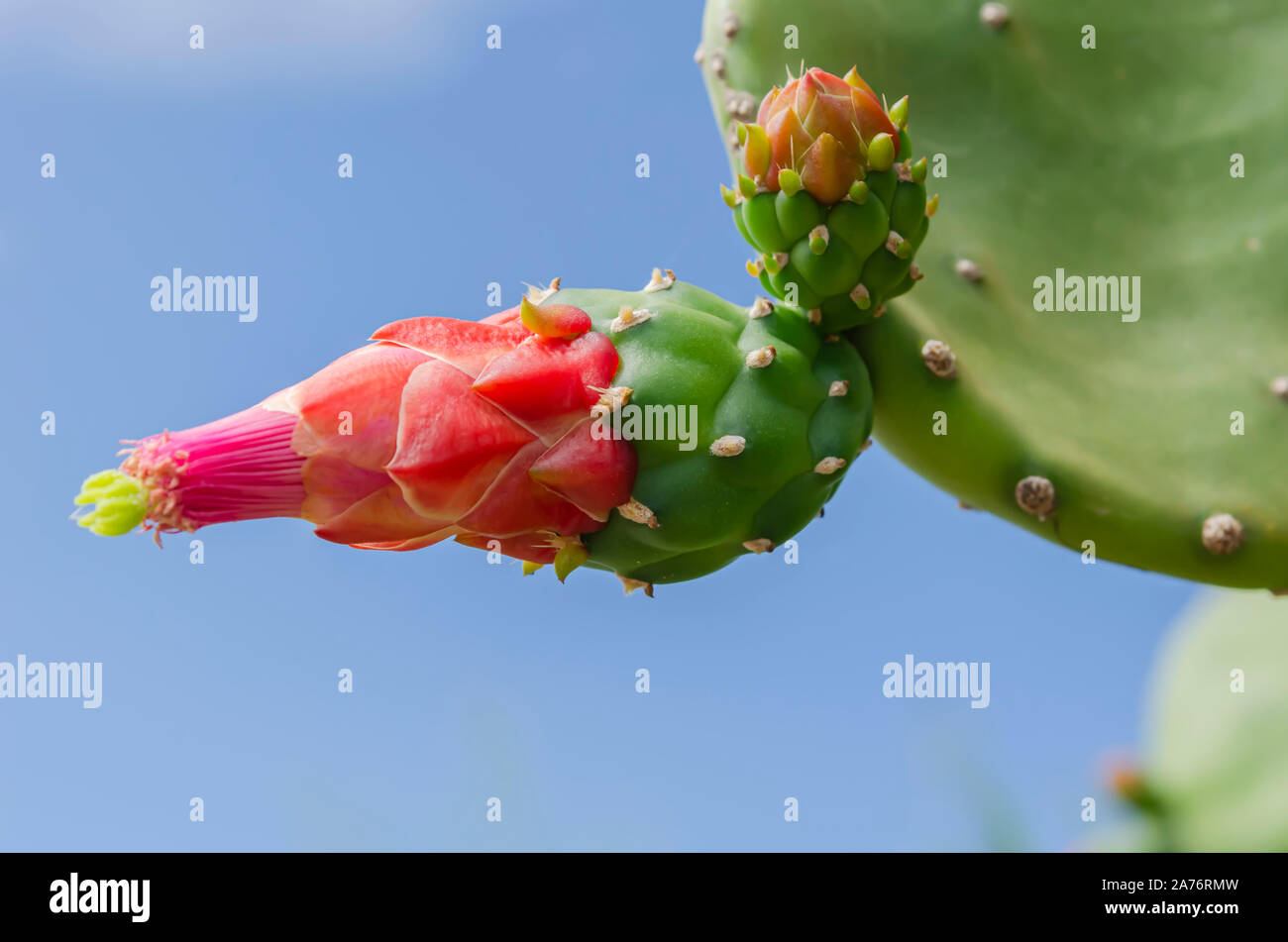 Opuntia cactus flower hi-res stock photography and images - Alamy