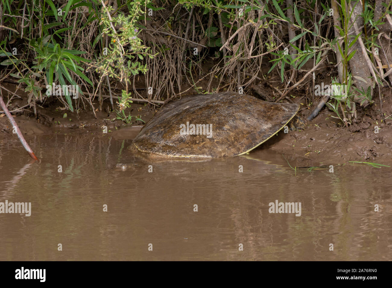 Texas Spiny Softshell Turtle High Resolution Stock Photography and ...