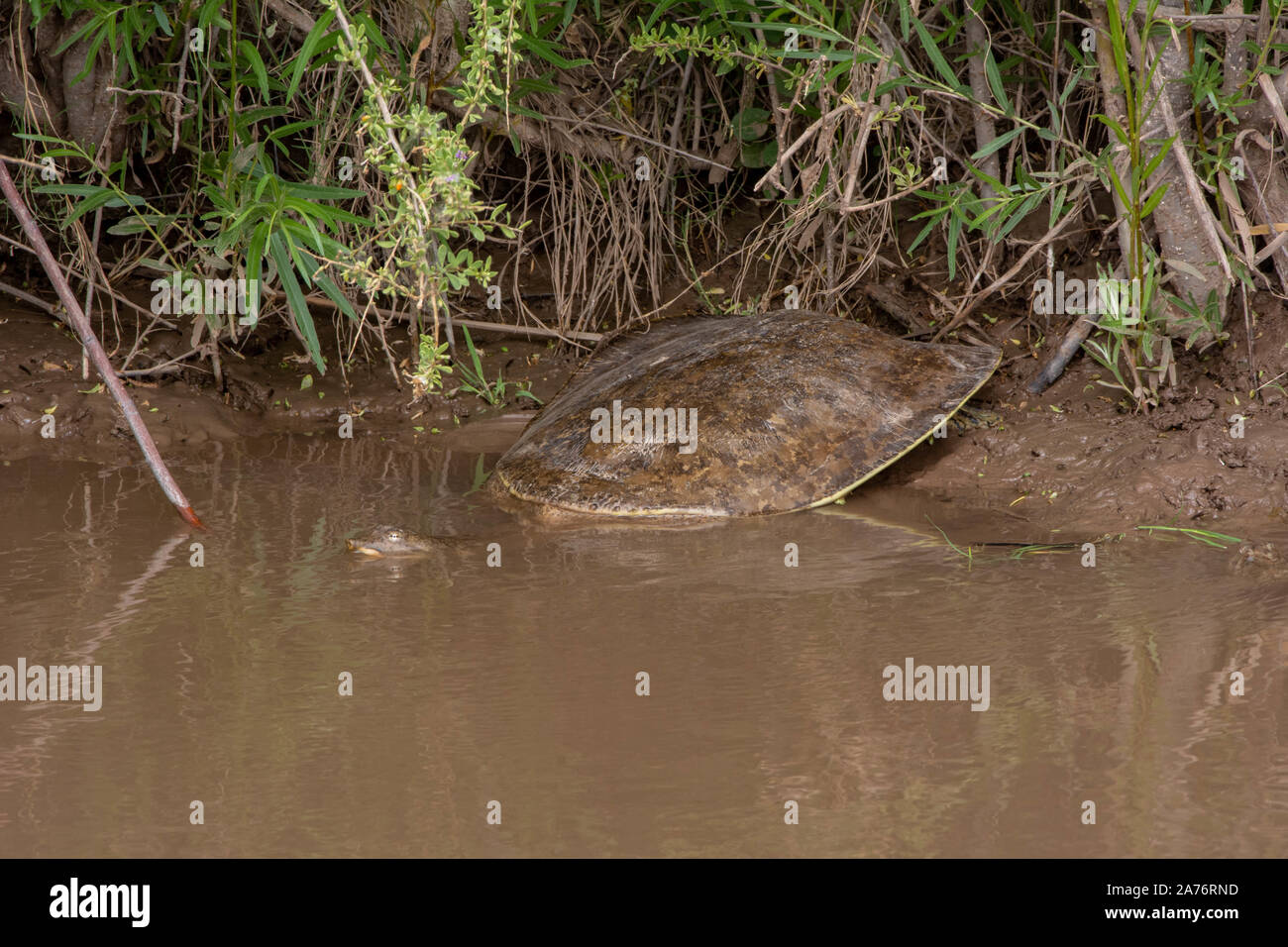 Texas Spiny Softshell Turtle High Resolution Stock Photography and ...