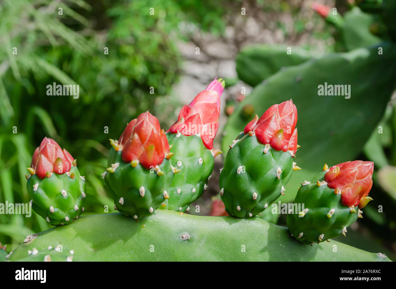 Line Of Tuna Fruits Stock Photo - Alamy