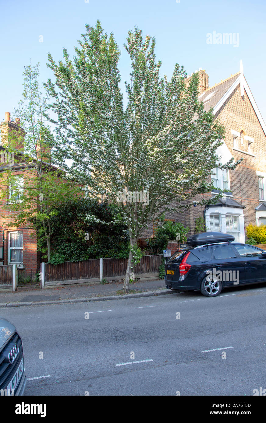 Flowering fastigiate hawthorn (Crataegus monogyna 'Stricta') street ...