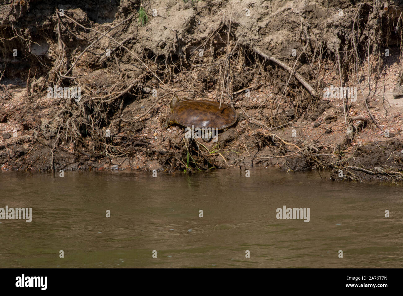 Texas Spiny Softshell Turtle High Resolution Stock Photography and ...