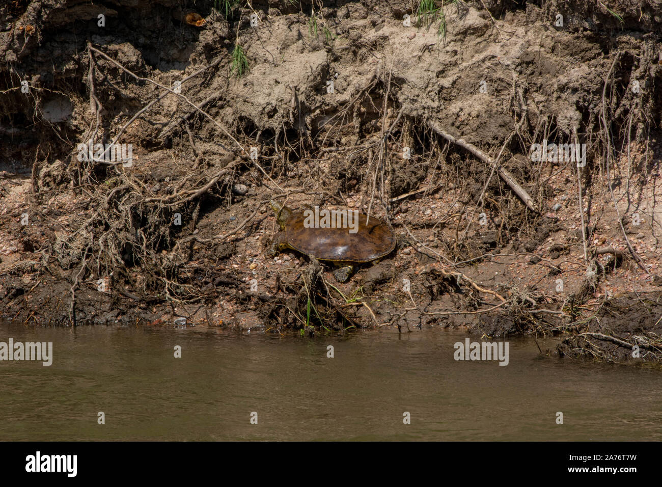 Texas spiny softshell turtle hi-res stock photography and images - Alamy