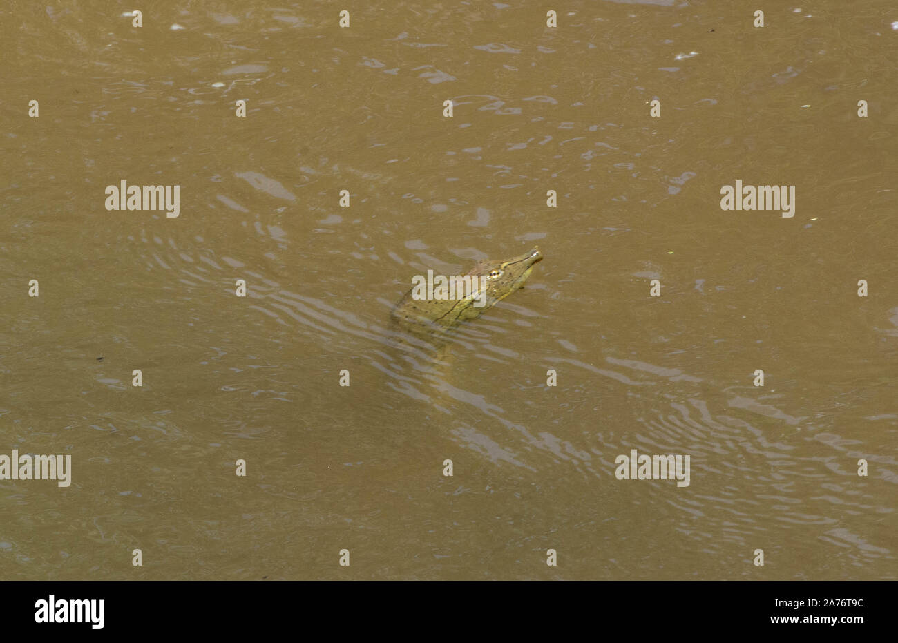 Eastern Spiny Softshell (Apalone s. spinifera) from Morgan County ...