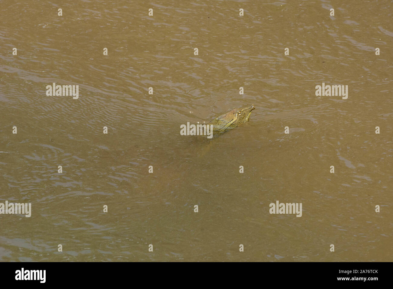 Eastern spiny softshell turtle hi-res stock photography and images - Alamy