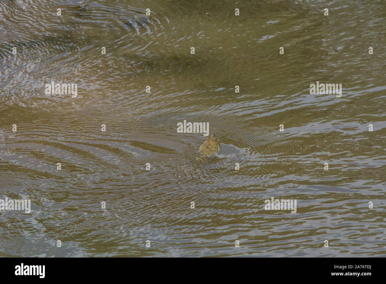 Eastern Spiny Softshell (Apalone s. spinifera) from Morgan County ...