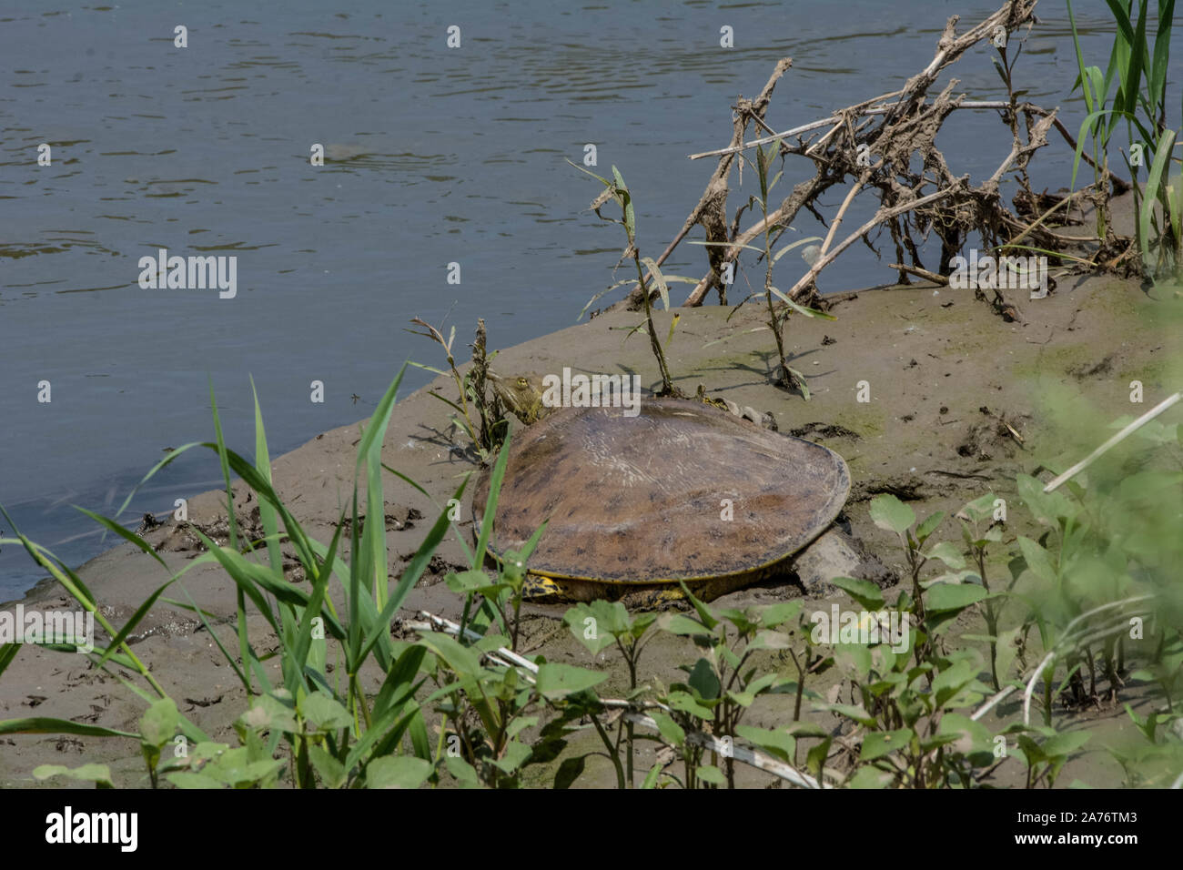 Eastern Spiny Softshell (Apalone s. spinifera) from Morgan County ...