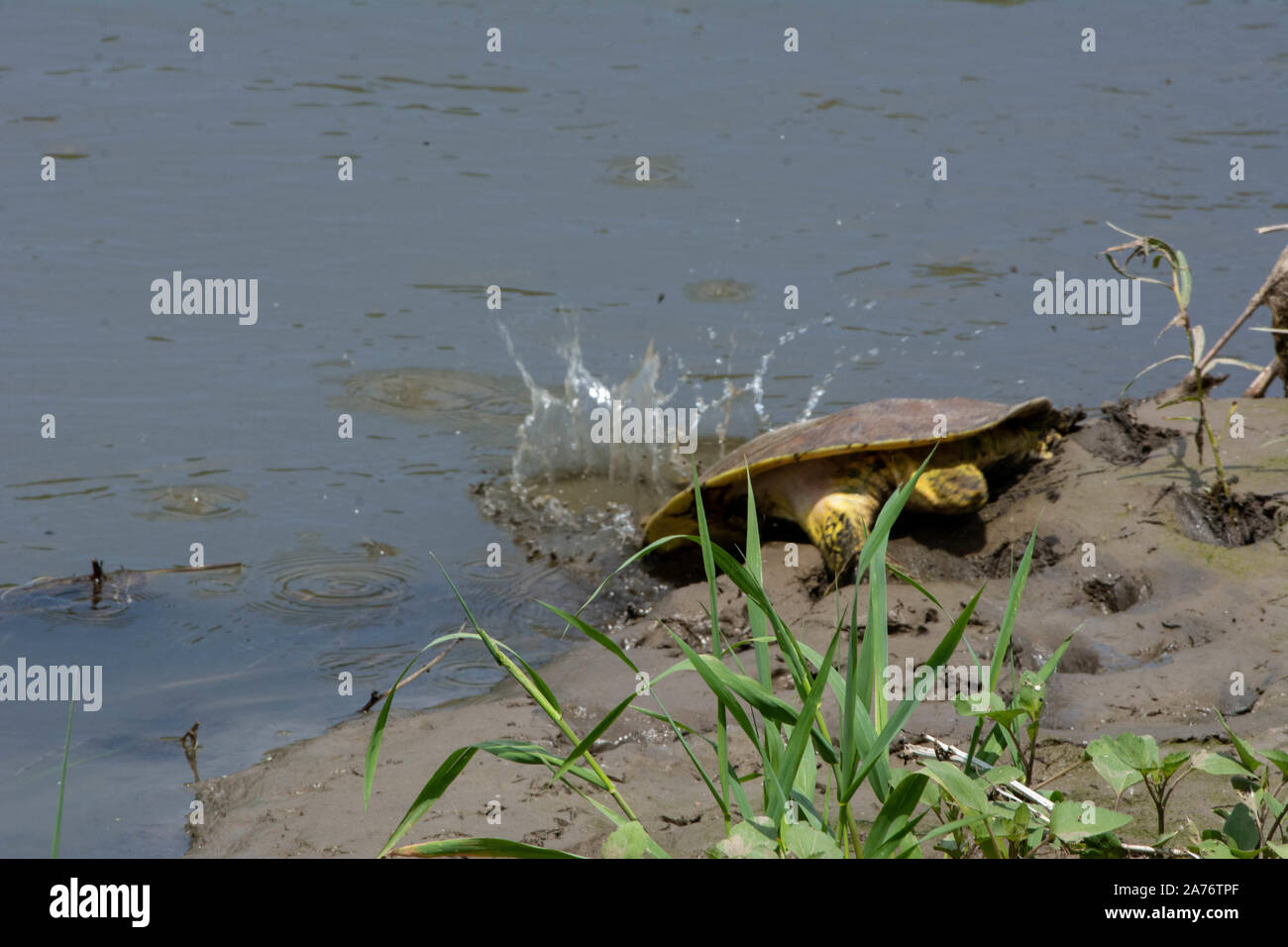 Eastern spiny softshell turtle hi-res stock photography and images - Alamy