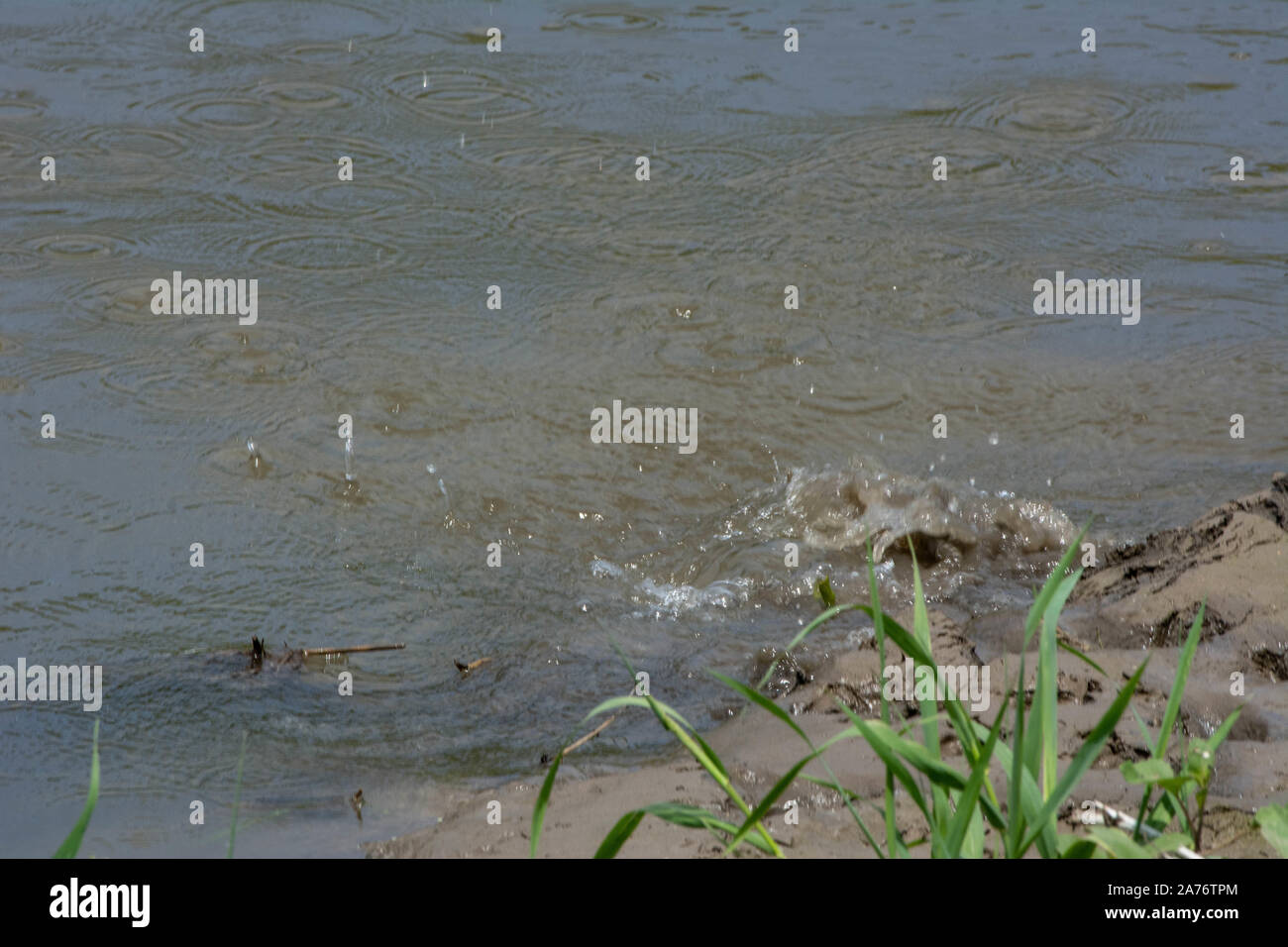 Eastern Spiny Softshell (Apalone s. spinifera) from Morgan County ...