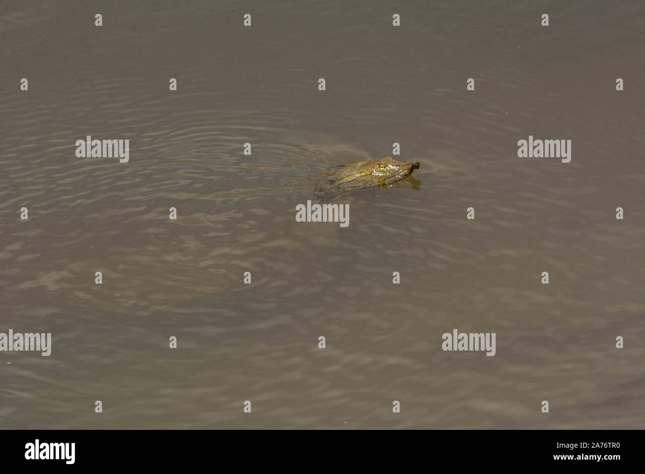 Eastern spiny softshell turtle hi-res stock photography and images - Alamy