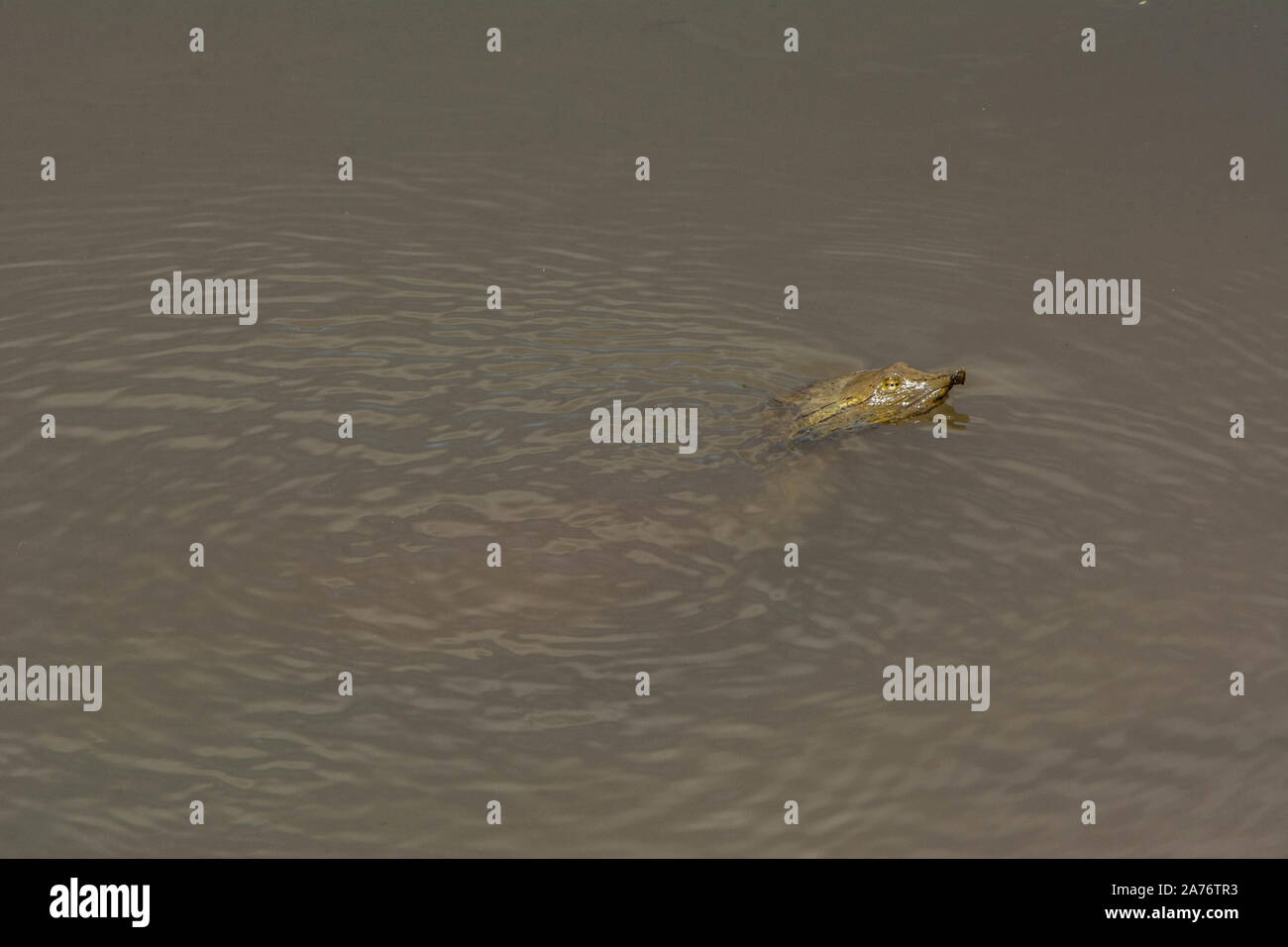 Eastern spiny softshell turtle hi-res stock photography and images - Alamy