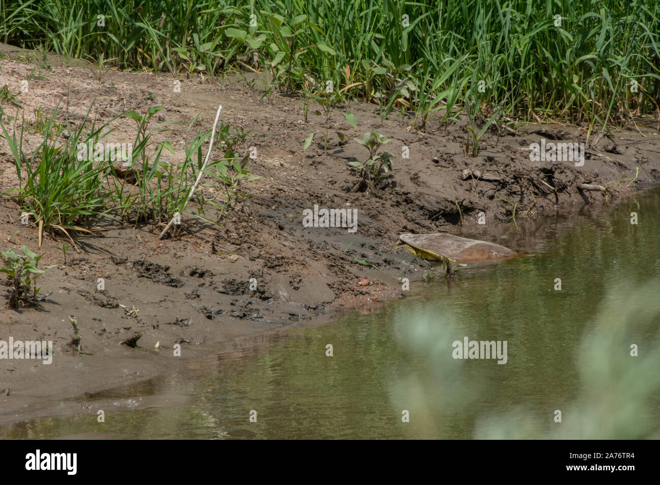 Eastern Spiny Softshell (Apalone s. spinifera) from Morgan County ...