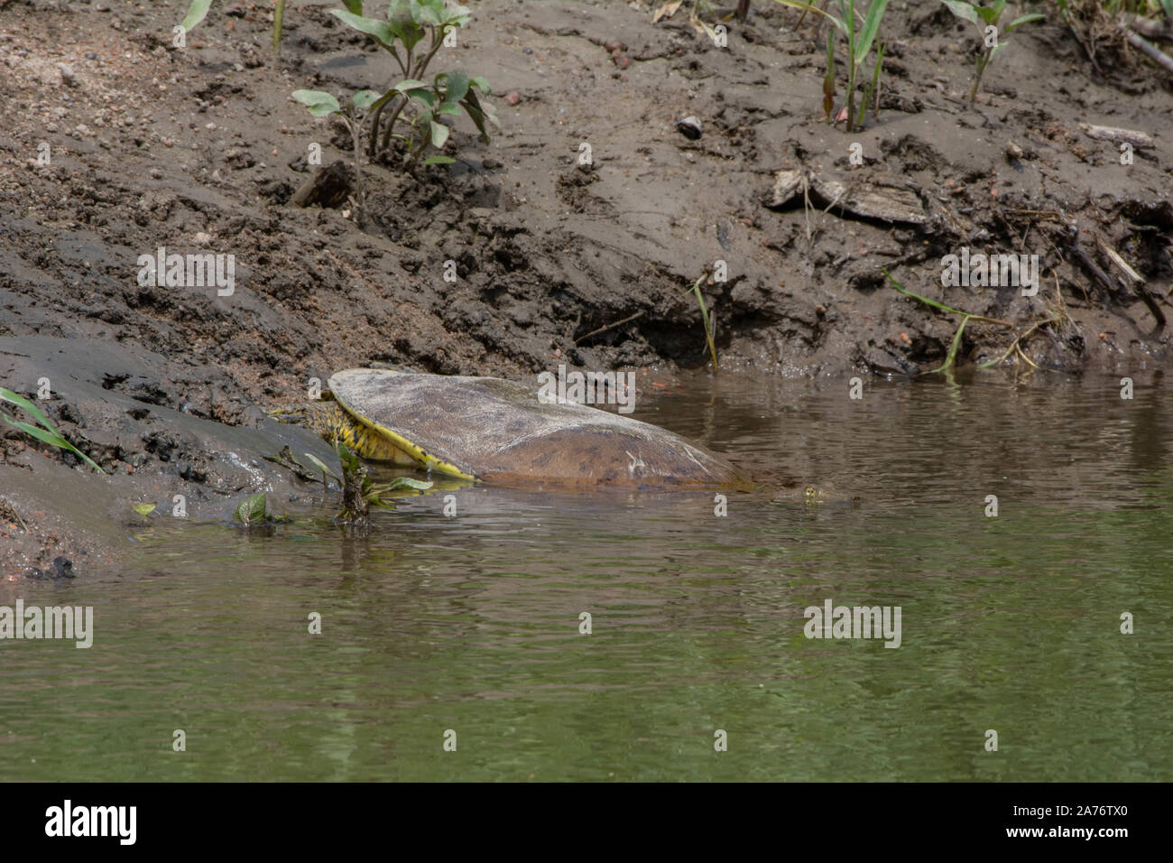 Eastern spiny softshell turtle hi-res stock photography and images - Alamy