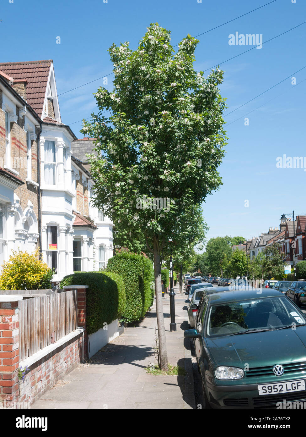 Urban tree, UK Stock Photo - Alamy