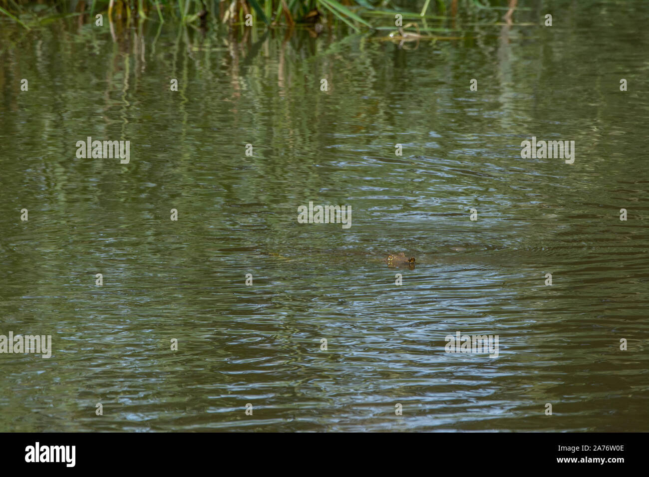 Eastern spiny softshell turtle hi-res stock photography and images - Alamy
