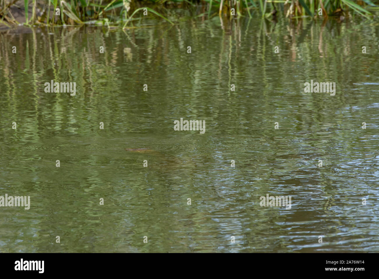 Eastern Spiny Softshell (Apalone s. spinifera) from Morgan County ...