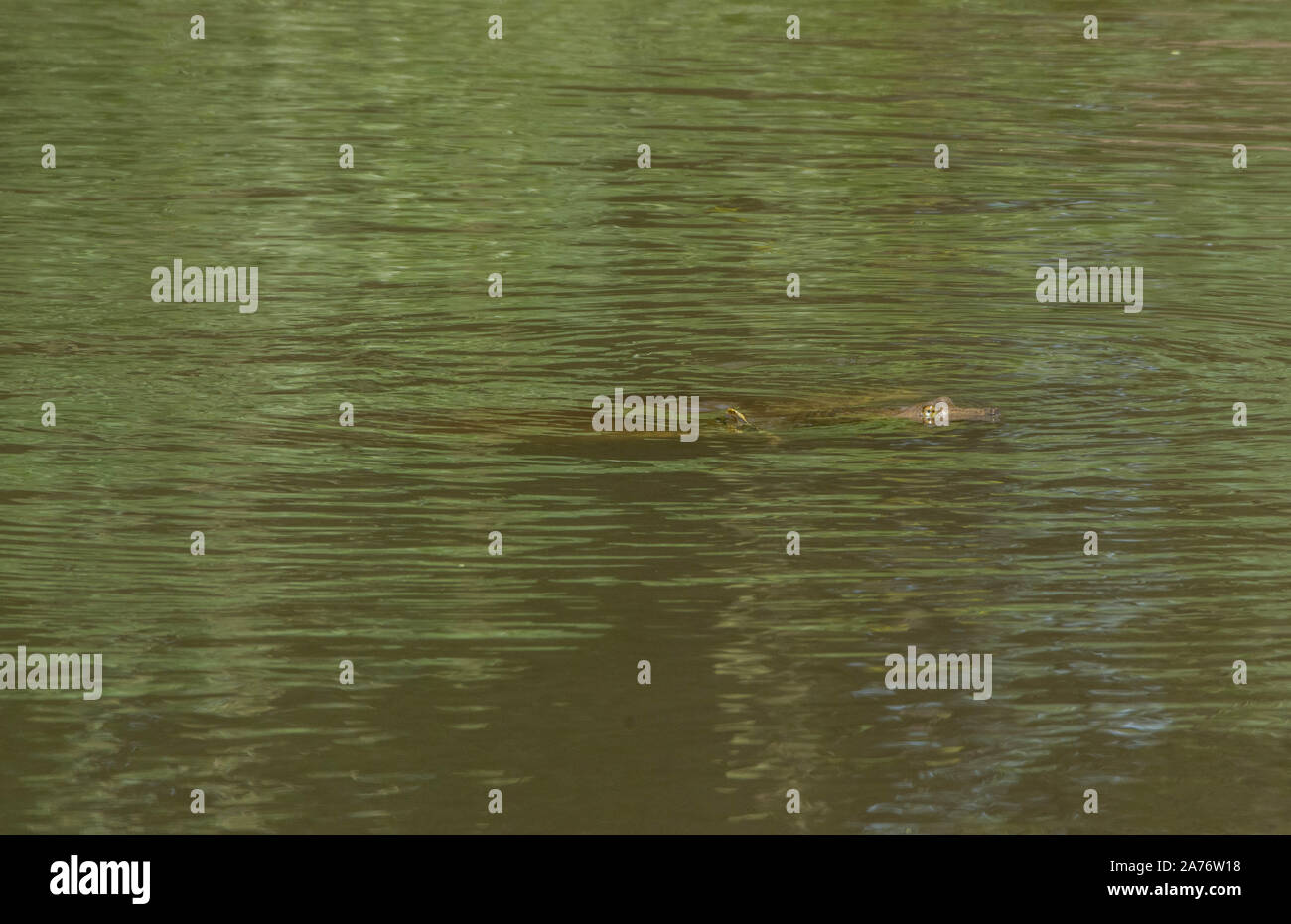 Eastern spiny softshell turtle hi-res stock photography and images - Alamy