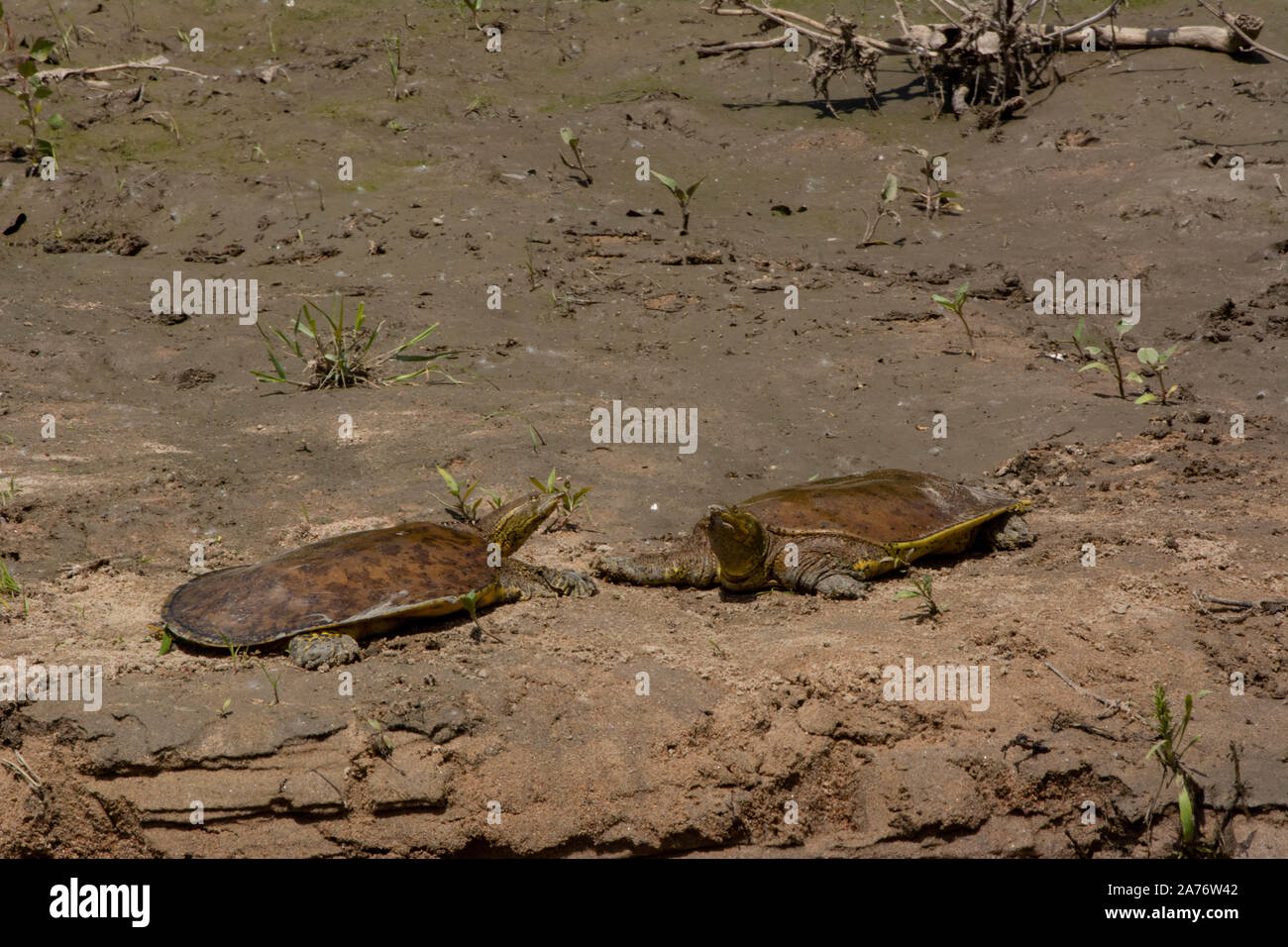Eastern Spiny Softshell (Apalone s. spinifera) from Morgan County ...
