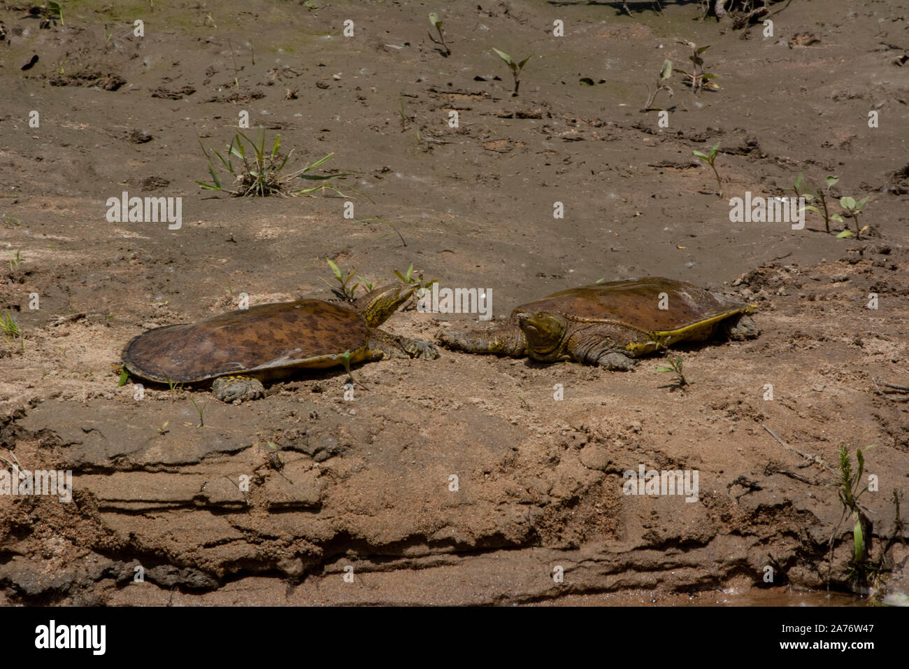 Eastern Spiny Softshell (Apalone s. spinifera) from Morgan County ...