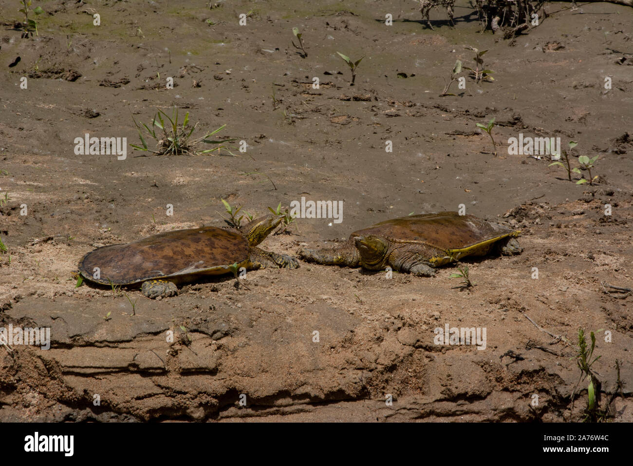 Eastern Spiny Softshell (Apalone s. spinifera) from Morgan County ...