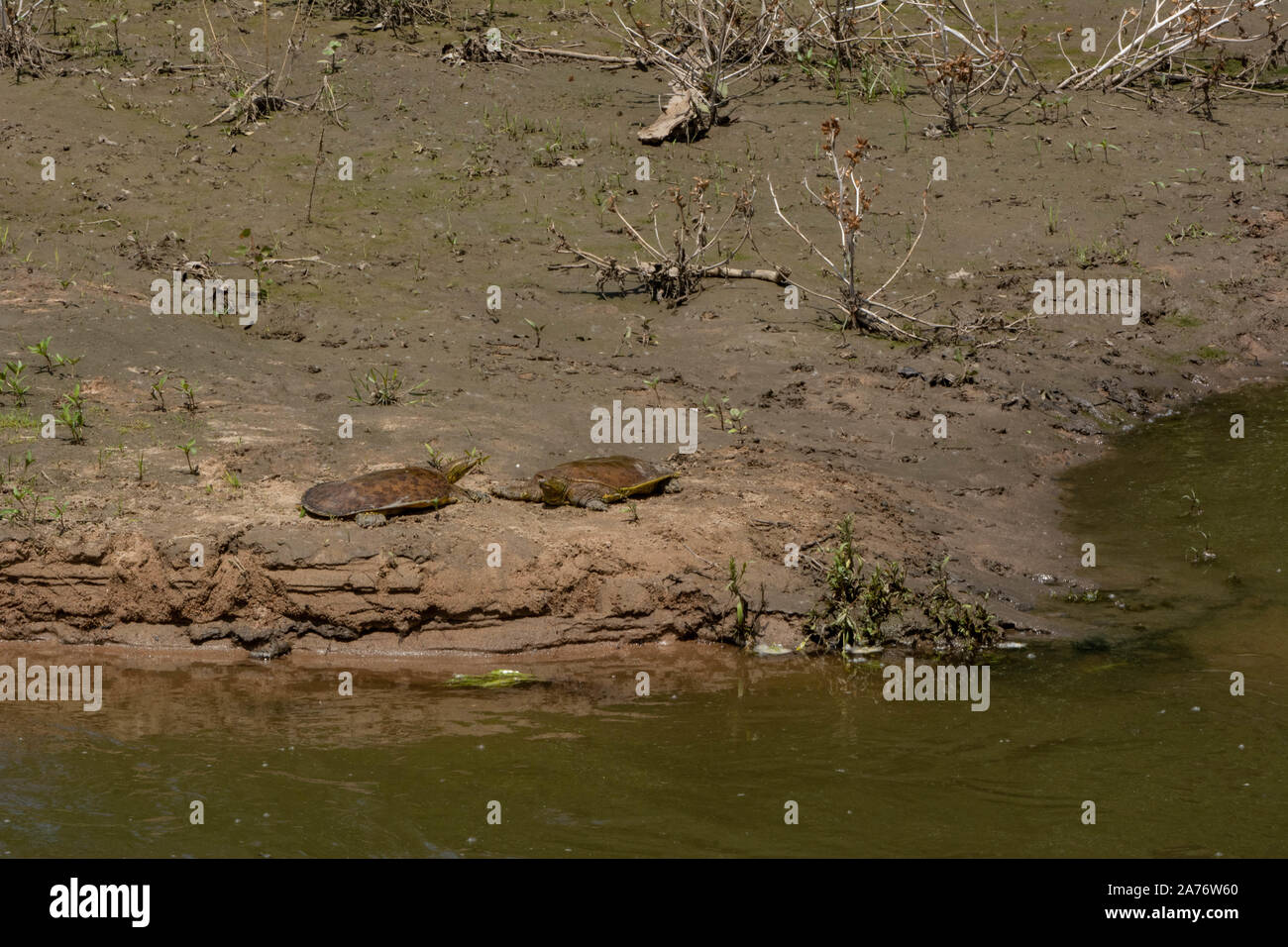 Eastern Spiny Softshell (Apalone s. spinifera) from Morgan County ...