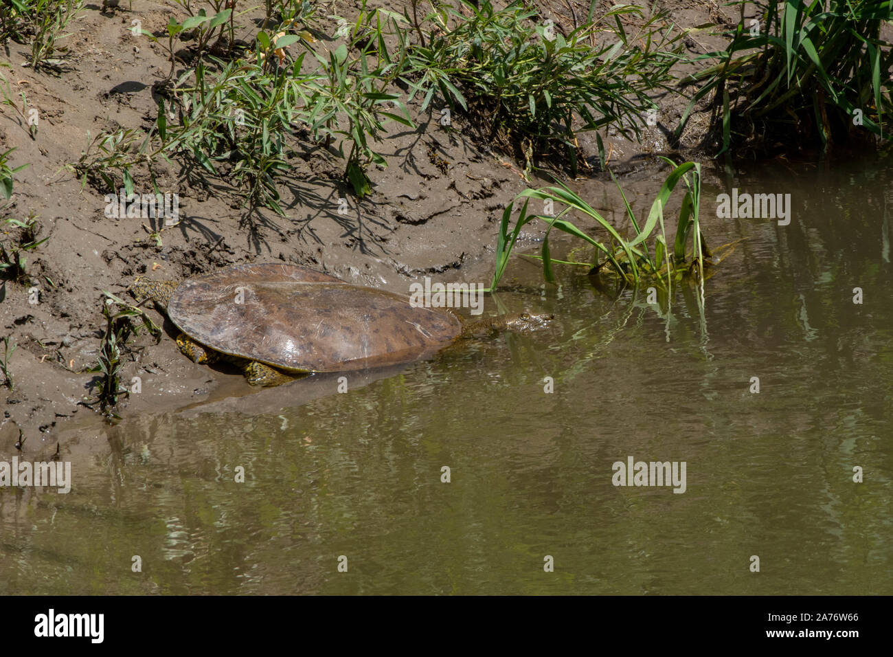 Eastern Spiny Softshell (Apalone s. spinifera) from Morgan County ...