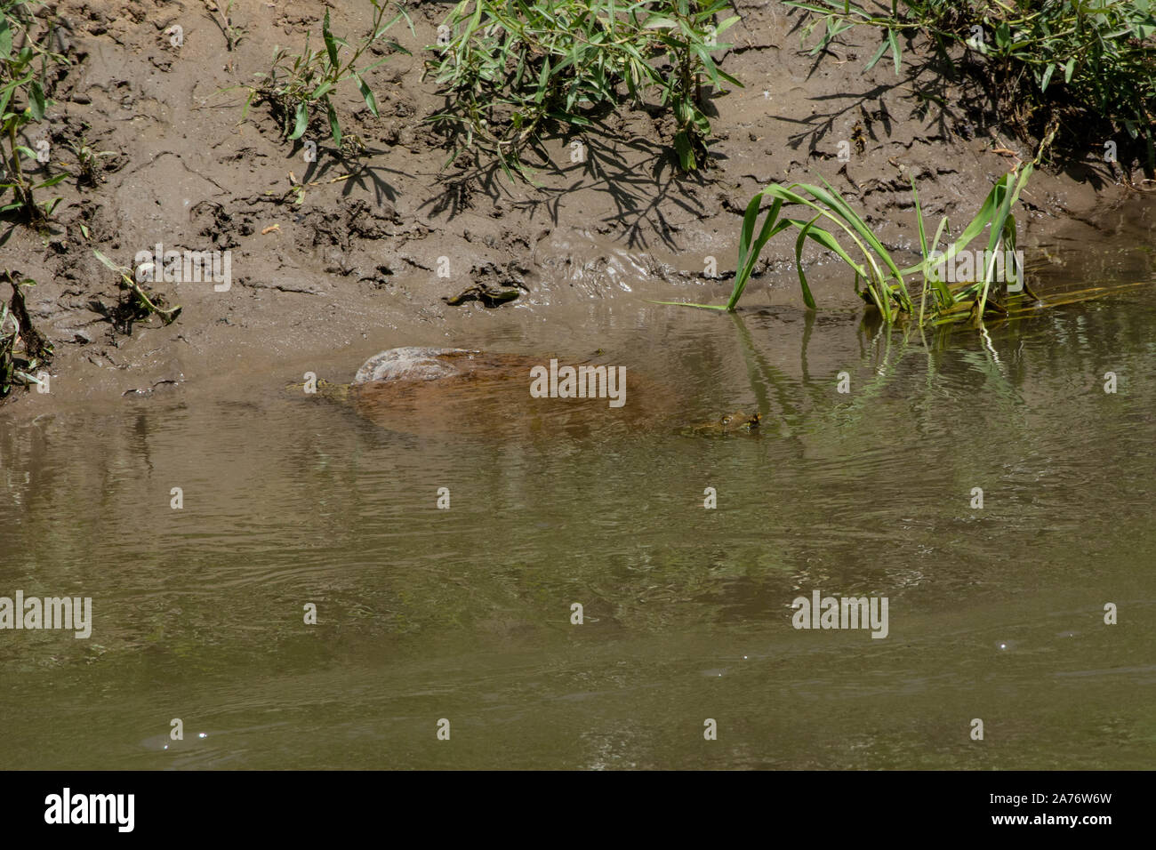 Eastern Spiny Softshell (Apalone s. spinifera) from Morgan County ...