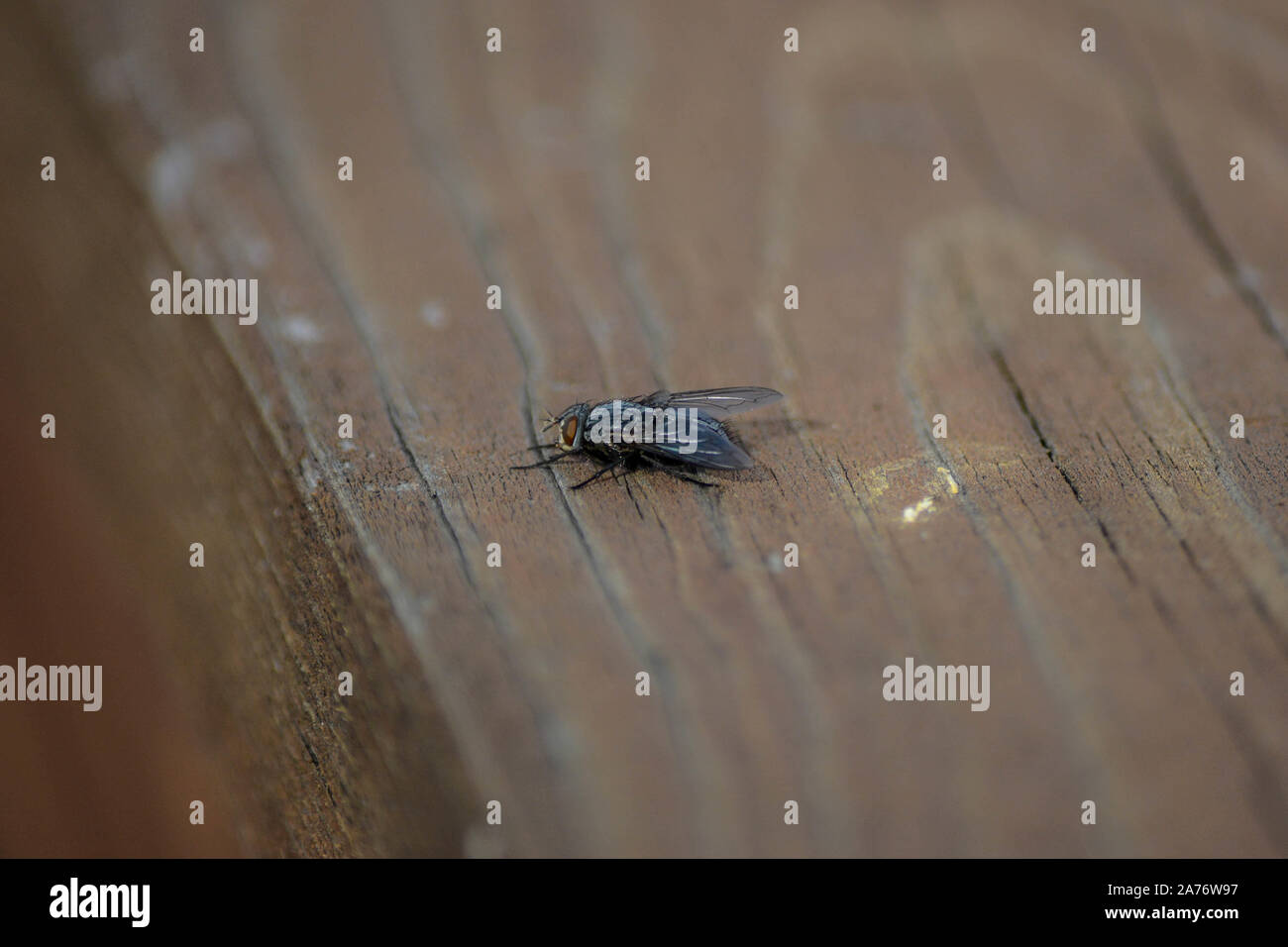 United states colorado colorado sp hi-res stock photography and images ...