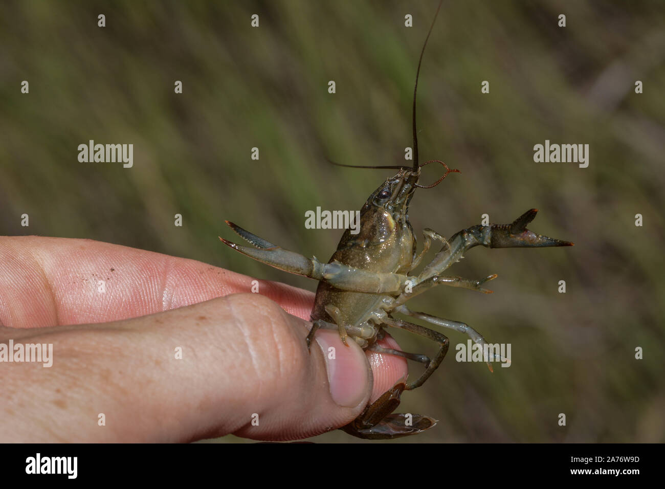 Crayfish of colorado hi-res stock photography and images - Alamy