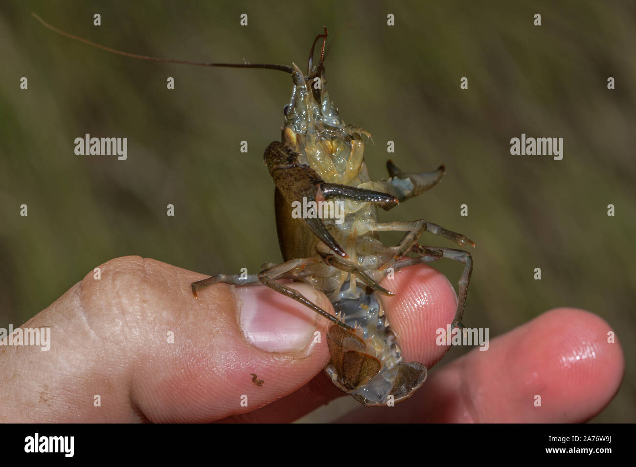 Colorado crayfish hi-res stock photography and images - Alamy