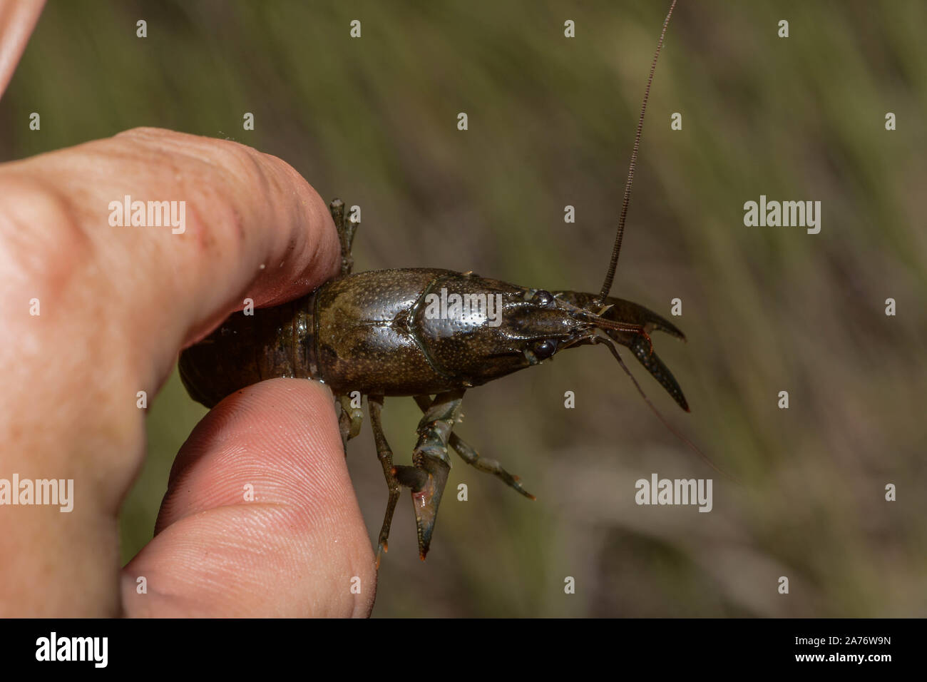 Crayfish sp. from Boulder County, Colorado, USA Stock Photo - Alamy