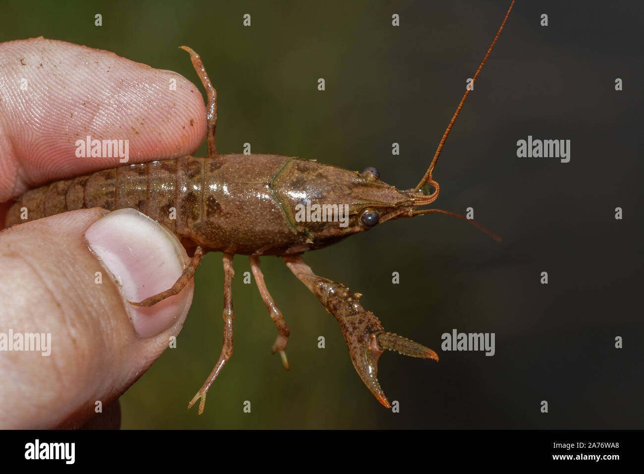 Colorado crayfish hi-res stock photography and images - Alamy