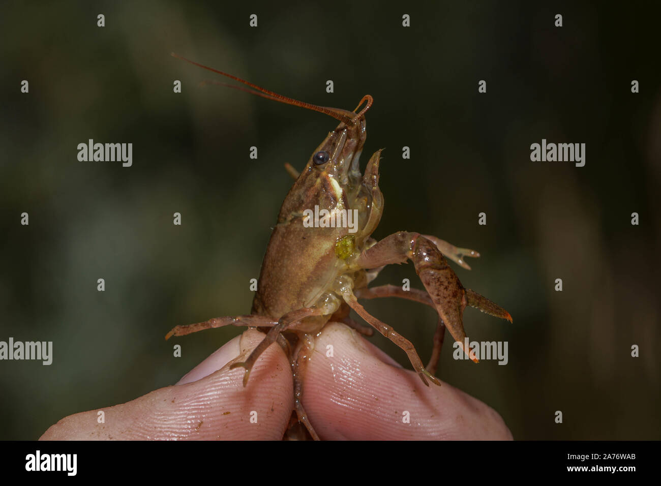 Crayfish of colorado hi-res stock photography and images - Alamy