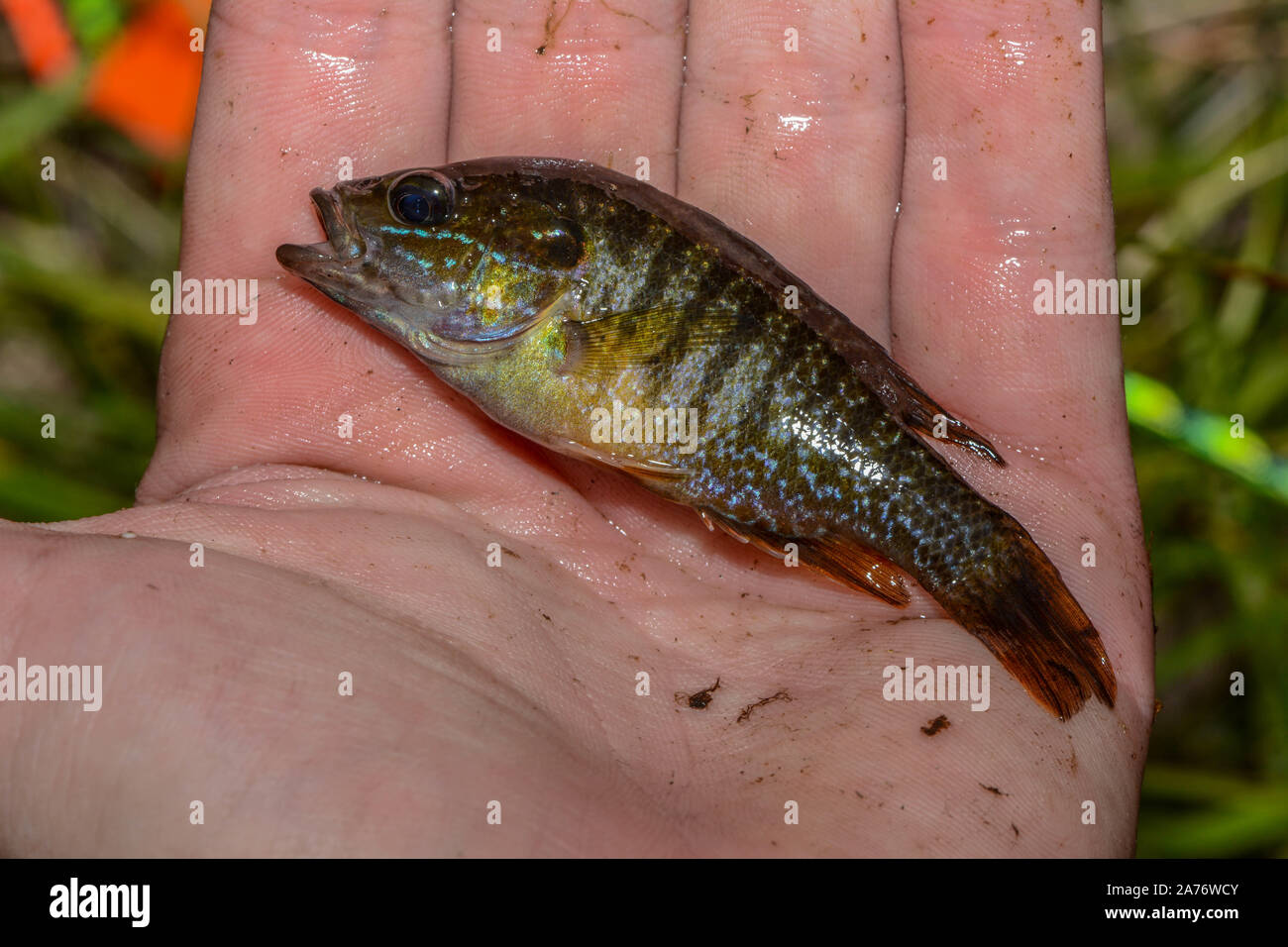 Green Sunfish (Lepomis cyanellus) from Boulder County, Colorado, USA ...