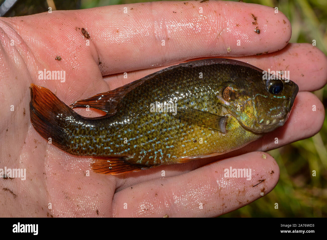 Green Sunfish (Lepomis cyanellus) from Boulder County, Colorado, USA ...