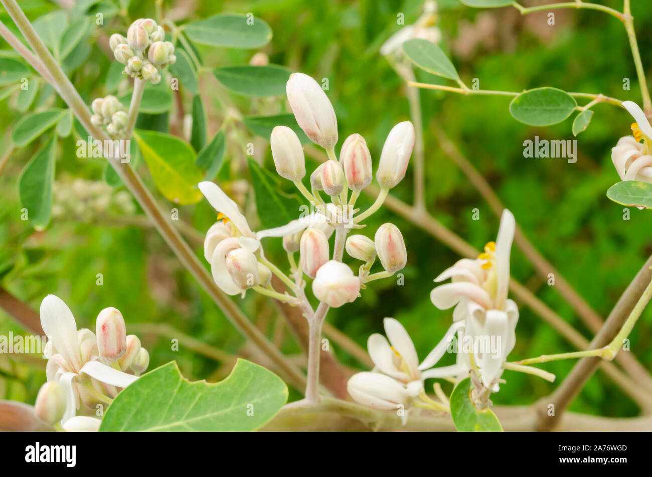 Moringa oleifera blossom hi-res stock photography and images - Alamy