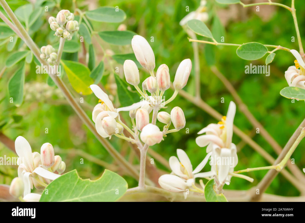 Moringa oleifera blossom hi-res stock photography and images - Alamy