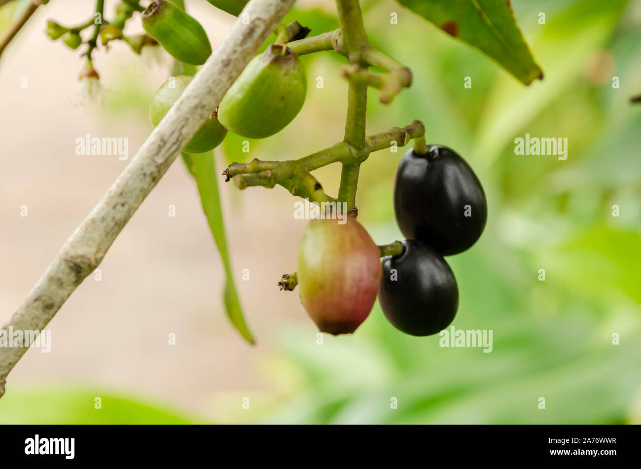 Ripe And Unripe Jamun Fruits Stock Photo - Alamy