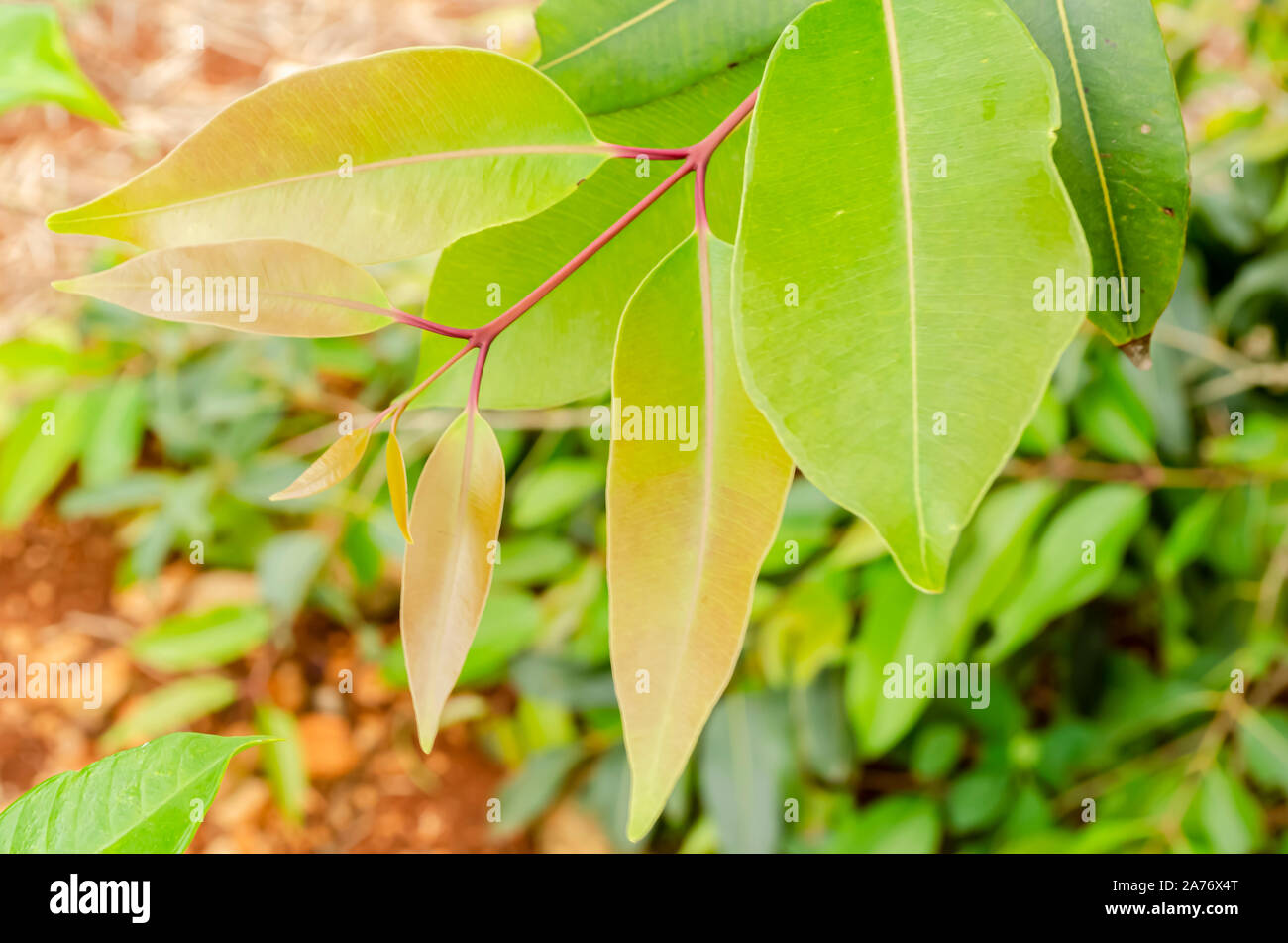 Jamun tree hi-res stock photography and images - Alamy