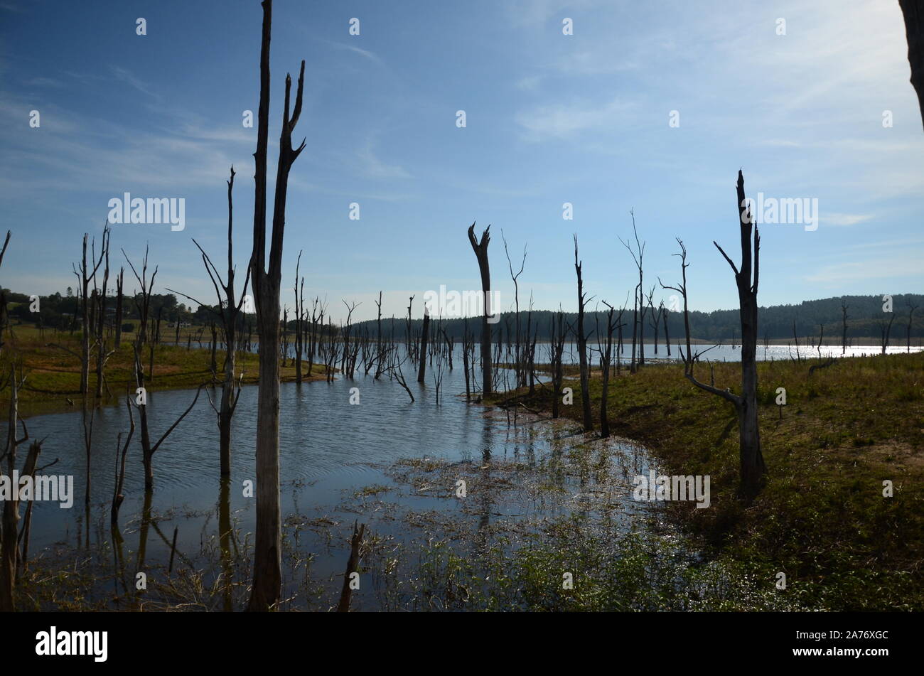 Prehistoric forest fire hi-res stock photography and images - Alamy