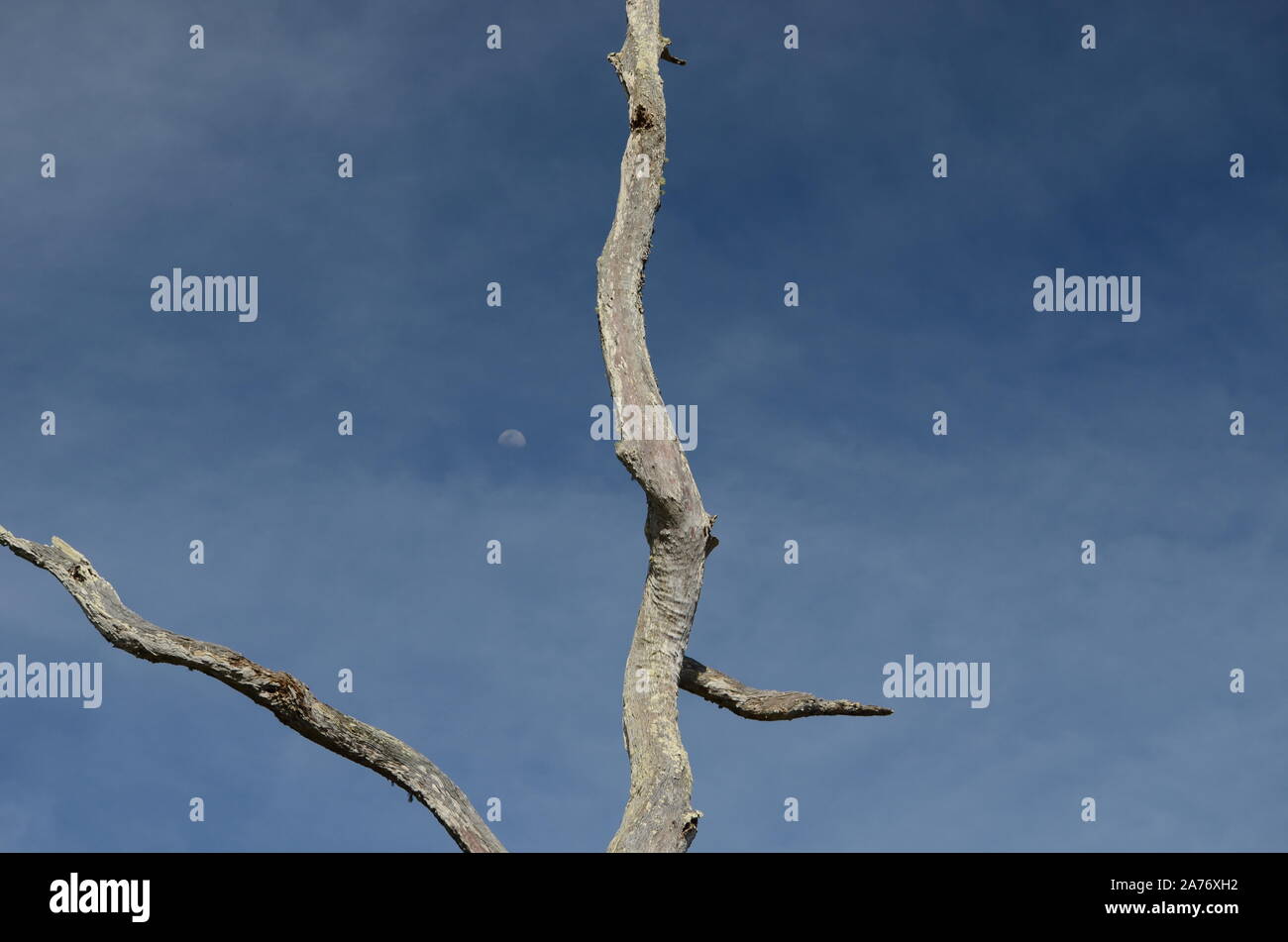 Man killing insects hi-res stock photography and images - Alamy