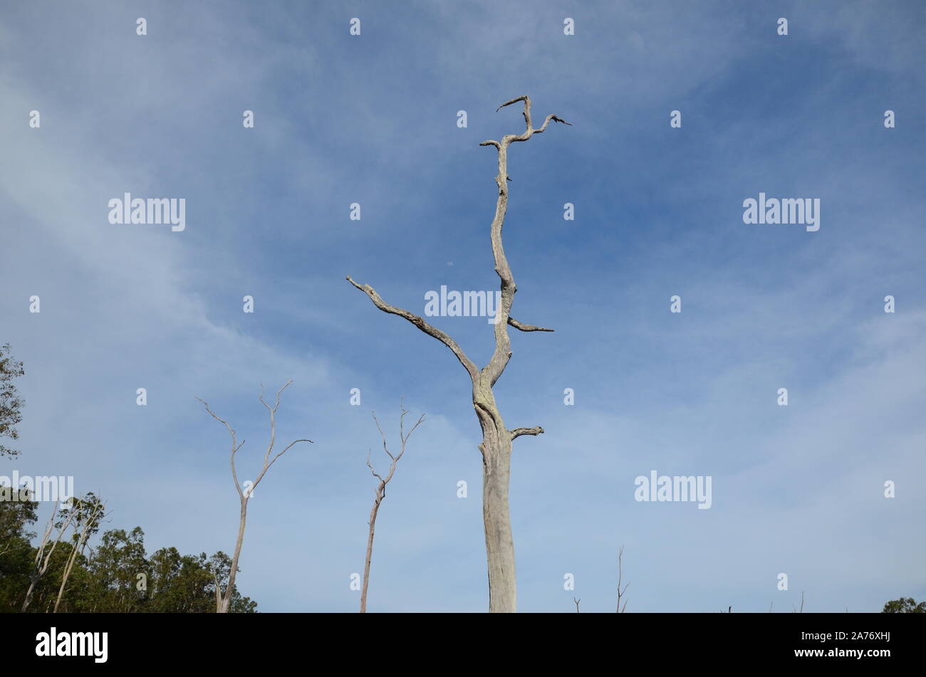 Climate extremes killing Australian trees Stock Photo - Alamy